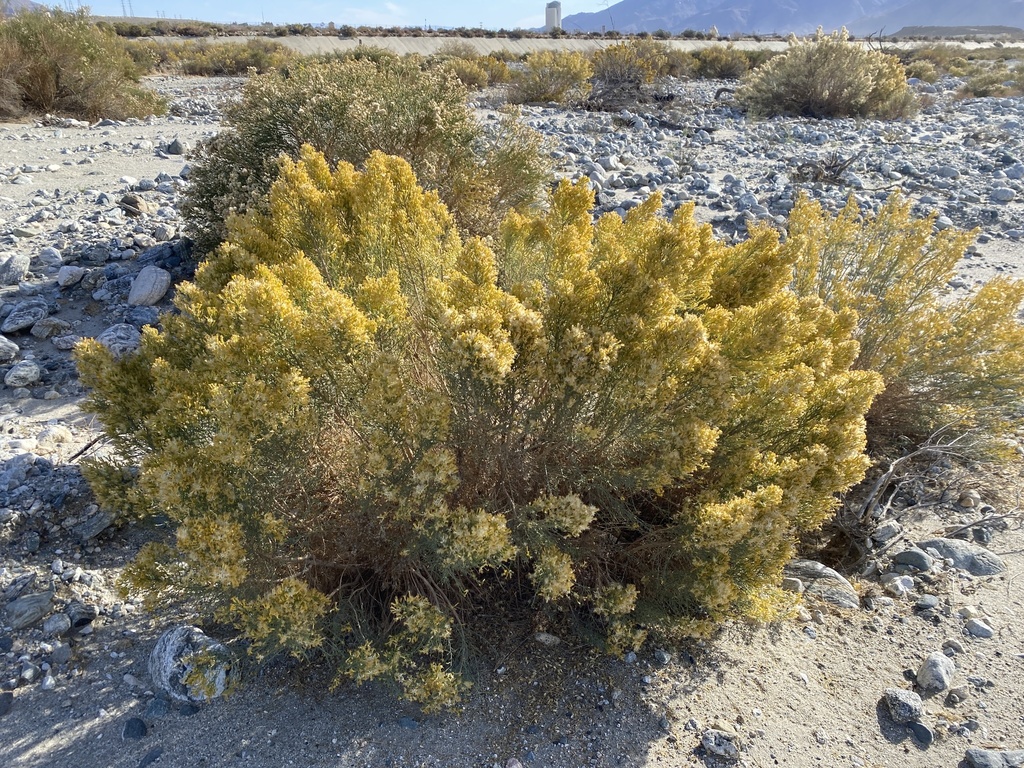 Green Rabbitbrush in December 2020 by Aaron Echols · iNaturalist