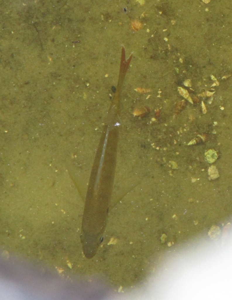 Coppernose Bluegill in December 2020 by charlesavenengo. School of ...