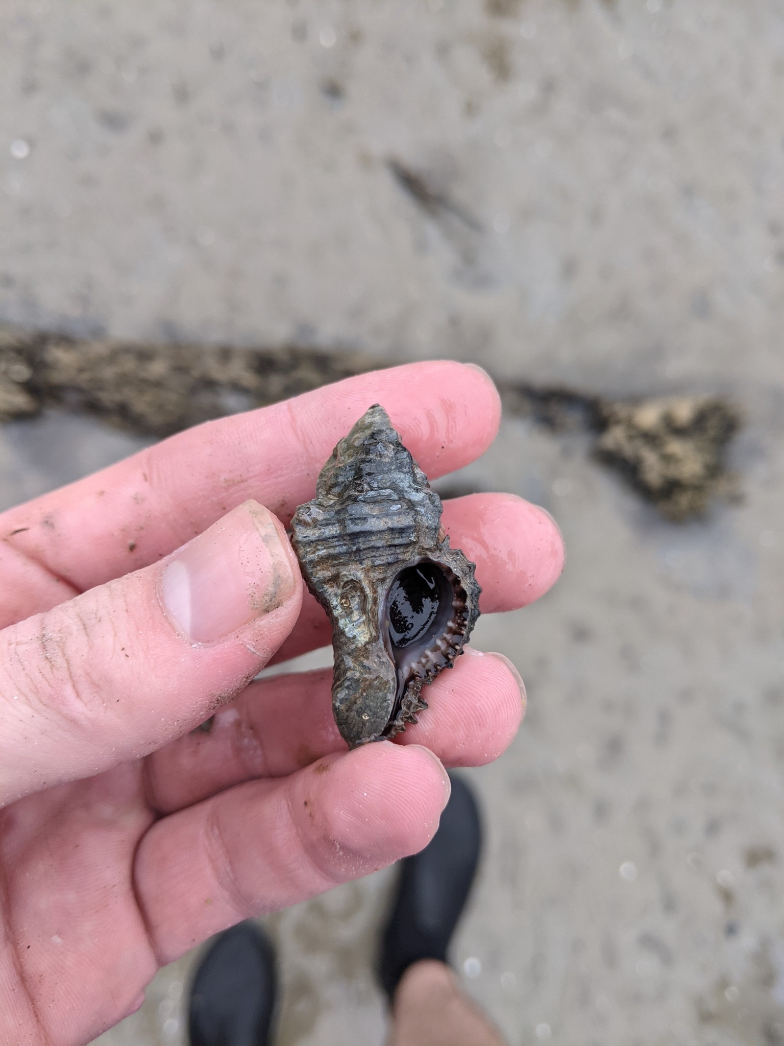 Chicoreus capucinus (Lamarck, 1822)