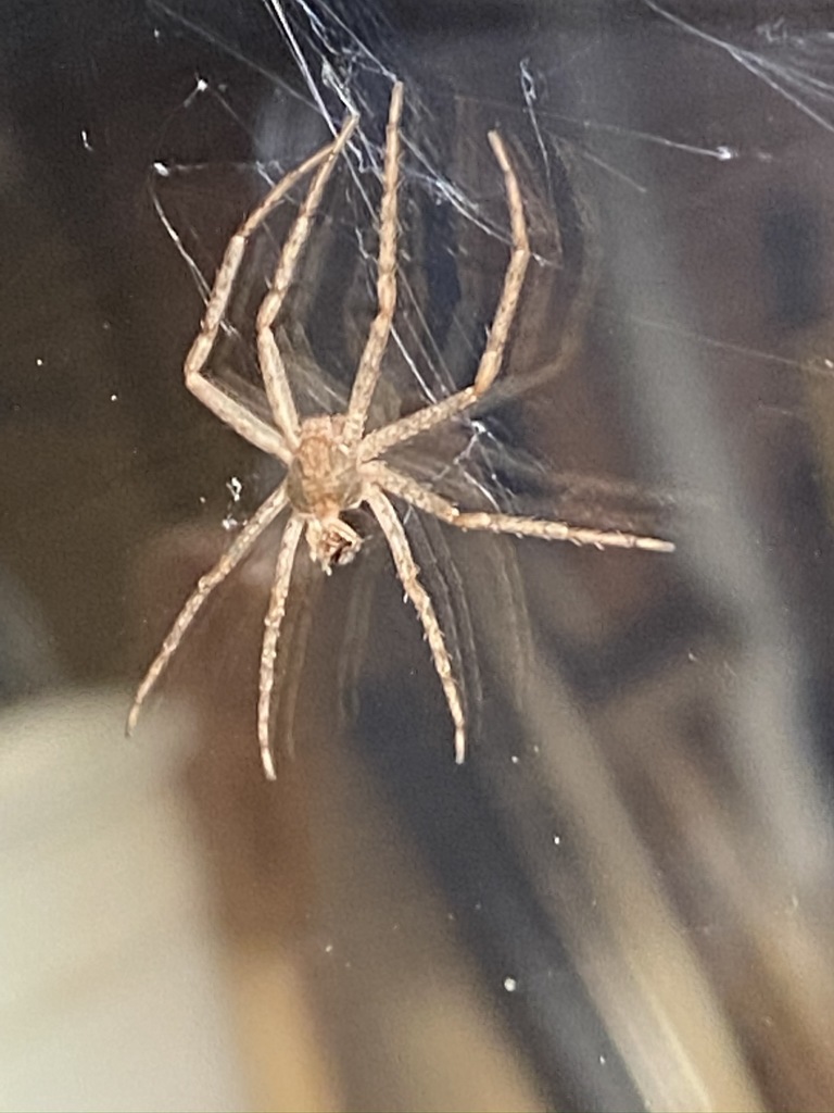 Running Crab Spiders from Bedford County, VA, USA on February 15, 2020 ...