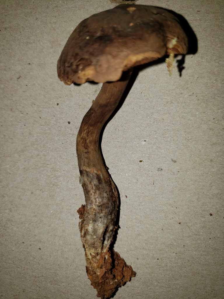 Beveled-cap Bolete from Clifty Falls State Park, Indiana, USA on August ...