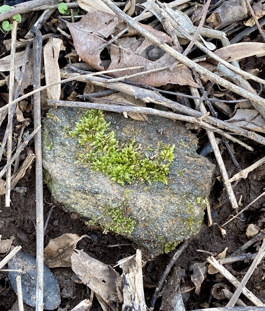 American Tree Moss from Bedford County, VA, USA on February 15, 2020 at ...