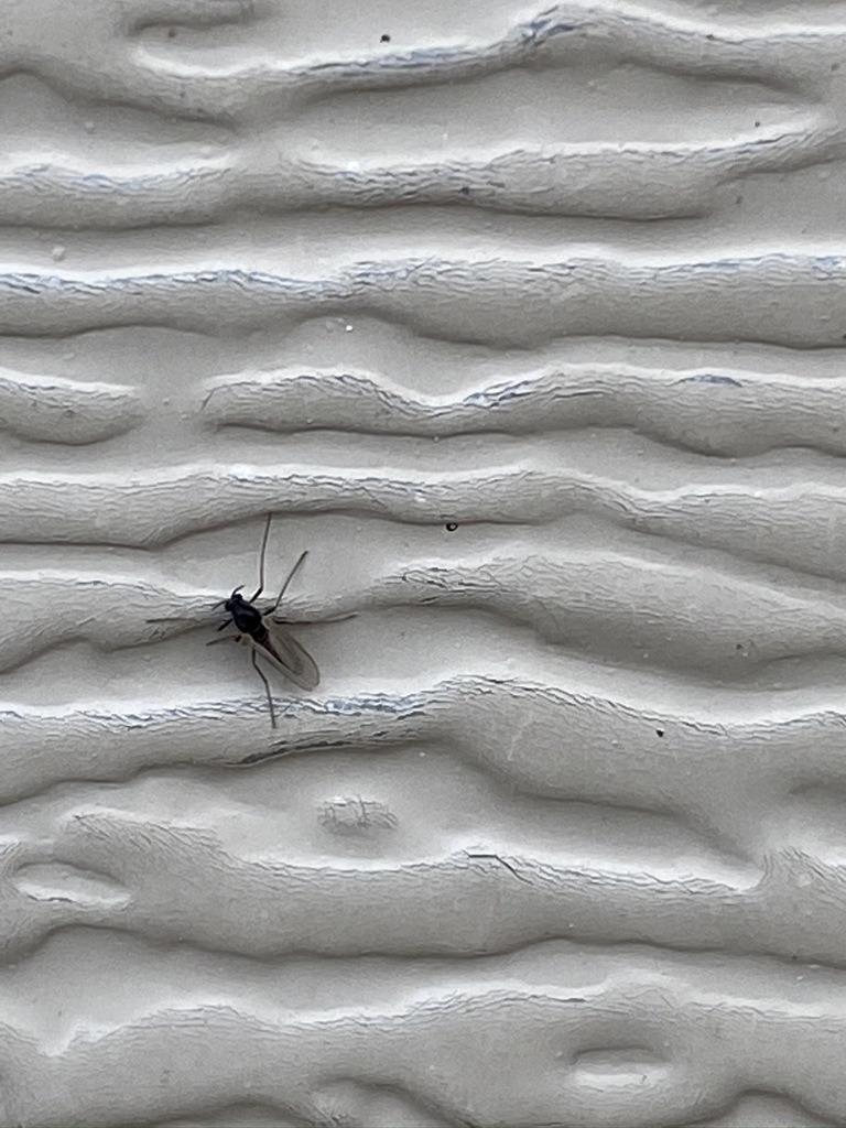 Winter Midges in February 2020 by Allison Ferris · iNaturalist