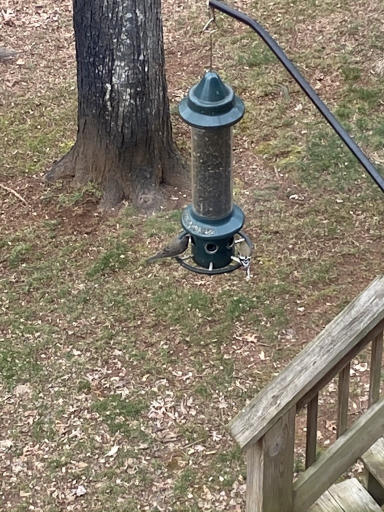 Perching Birds in February 2020 by Allison Ferris. The dark-blue bird ...