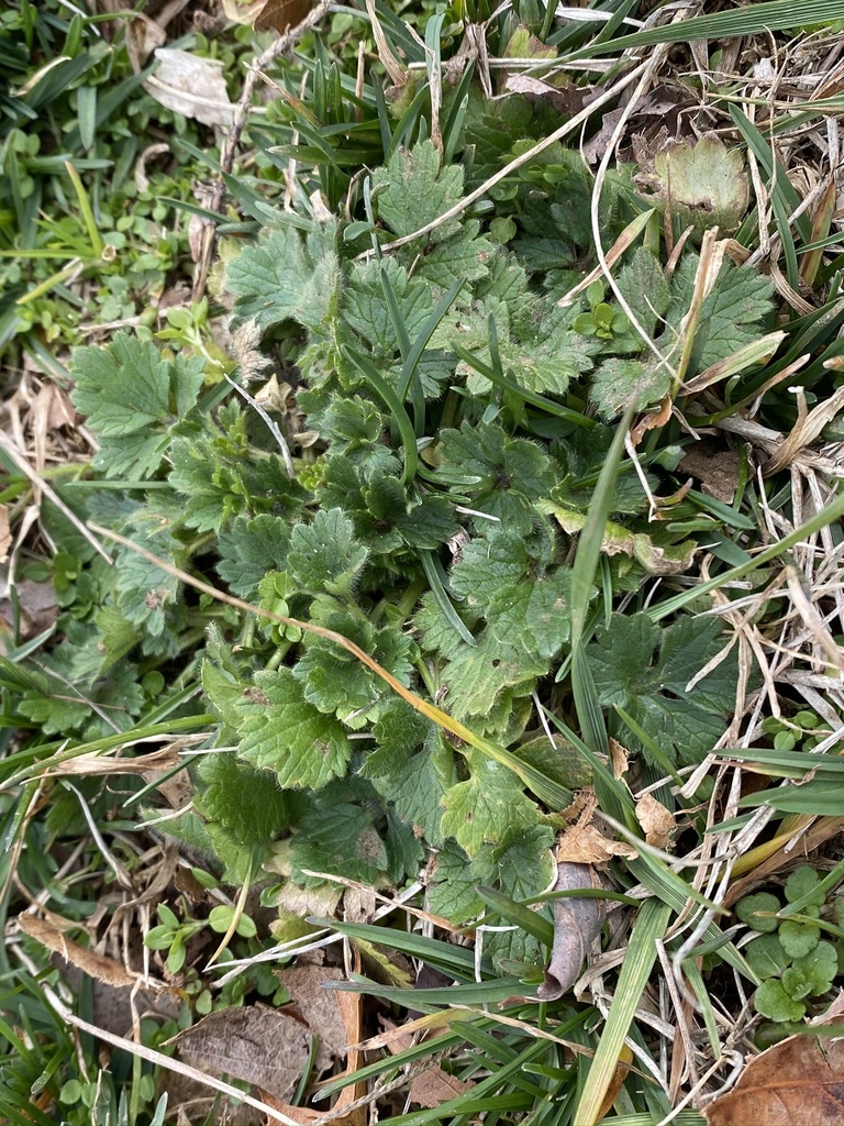 bulbous buttercup in February 2020 by Allison Ferris · iNaturalist