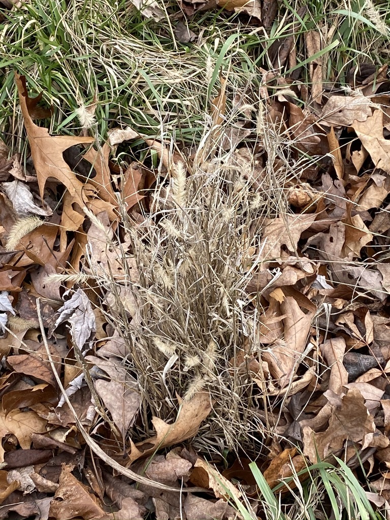 Green Bristle Grass in February 2020 by Allison Ferris · iNaturalist