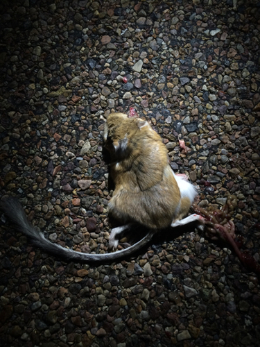 Ord's Kangaroo Rat (Mammals of the Kaibab National Forest) · iNaturalist