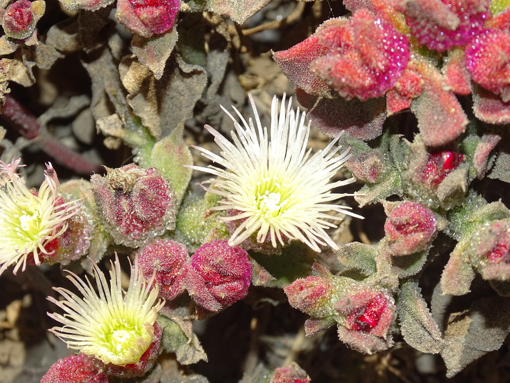 Crystalline ice plant from San Antonio, Valparaíso, Chile on December ...