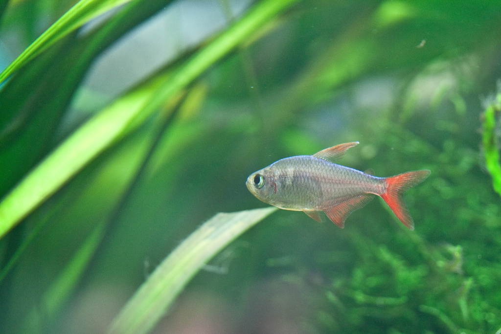 Colombian Tetra (Hyphessobrycon columbianus) - Marine Life Identification
