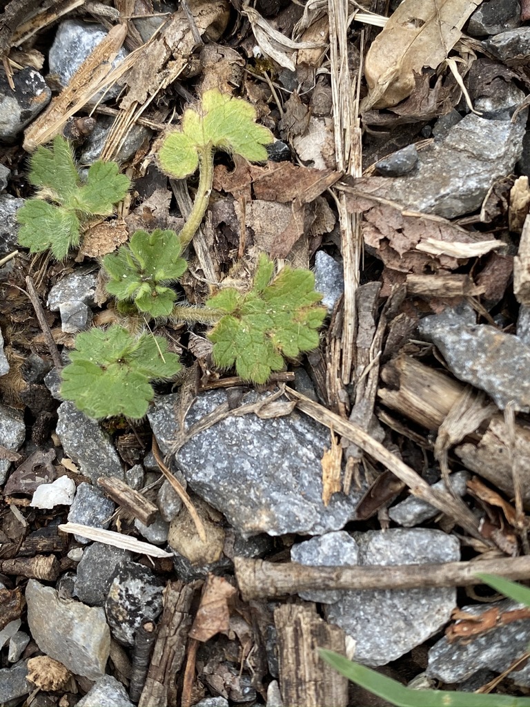 bulbous buttercup from Bedford, Virginia, United States on February 16 ...