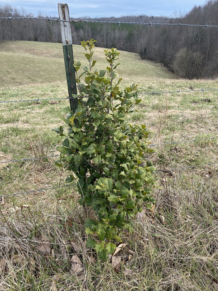 American holly from Bedford County, VA, USA on February 16, 2020 at 01: ...