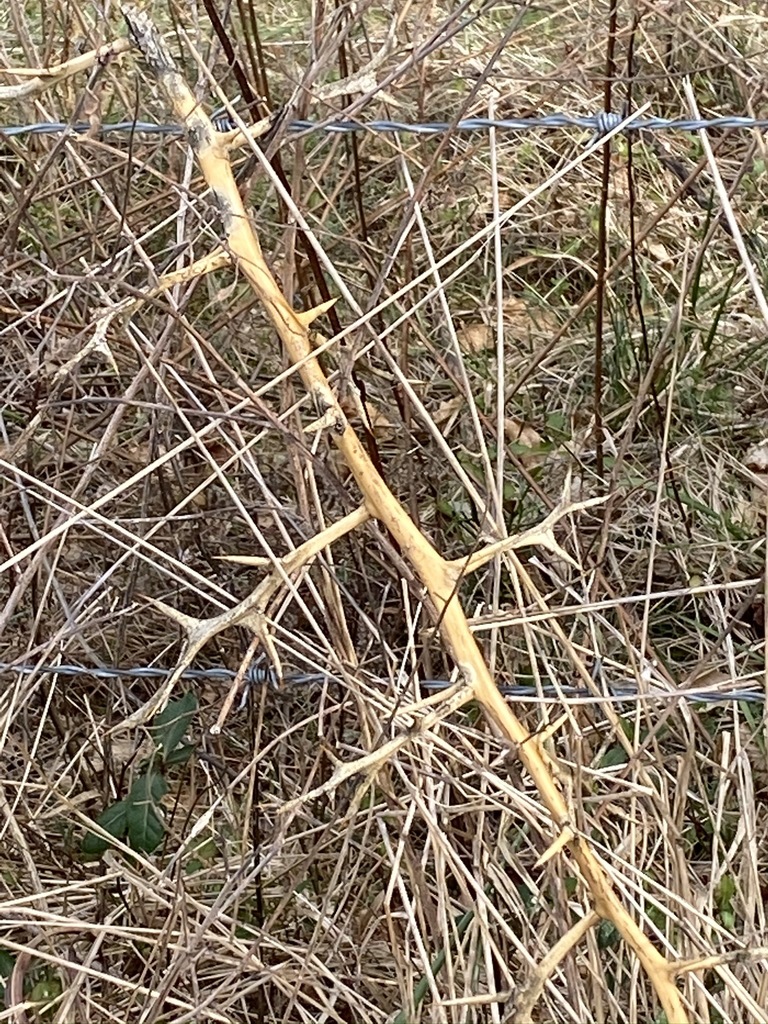 trifoliate orange from Bedford, Virginia, United States on February 16 ...