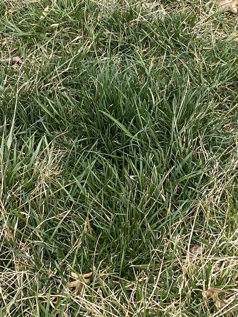 Smooth Meadow-grass from Bedford, Virginia, United States on February ...