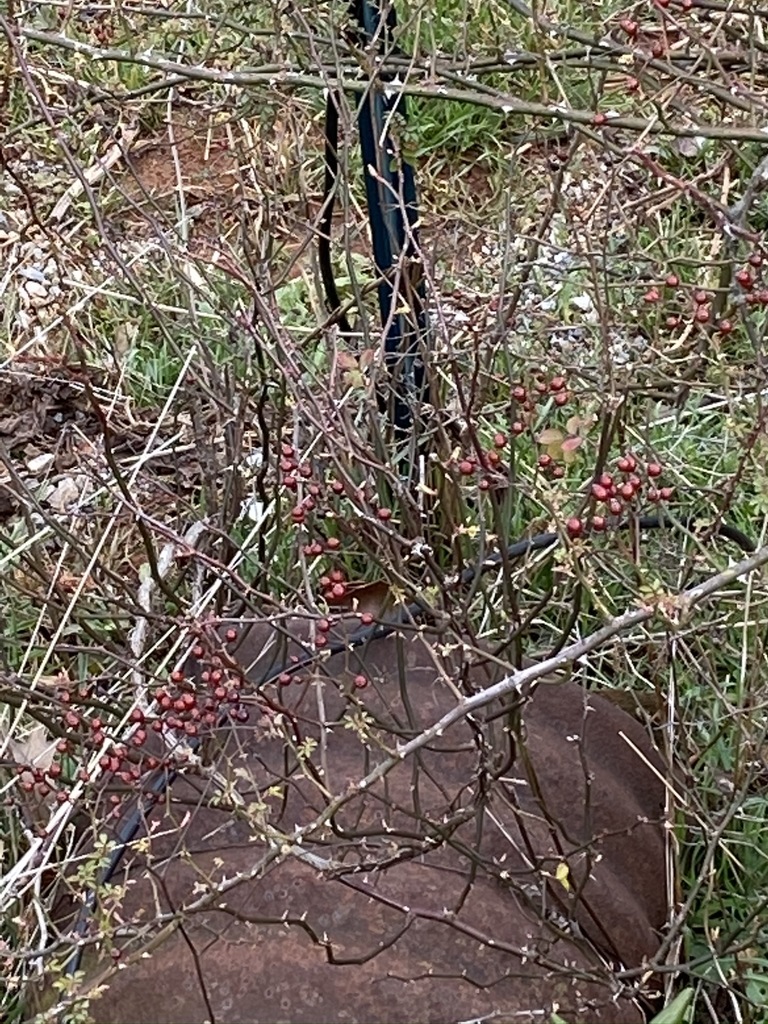 multiflora rose from Bedford County, VA, USA on February 16, 2020 at 02 ...