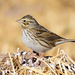 Genus Passerculus · iNaturalist