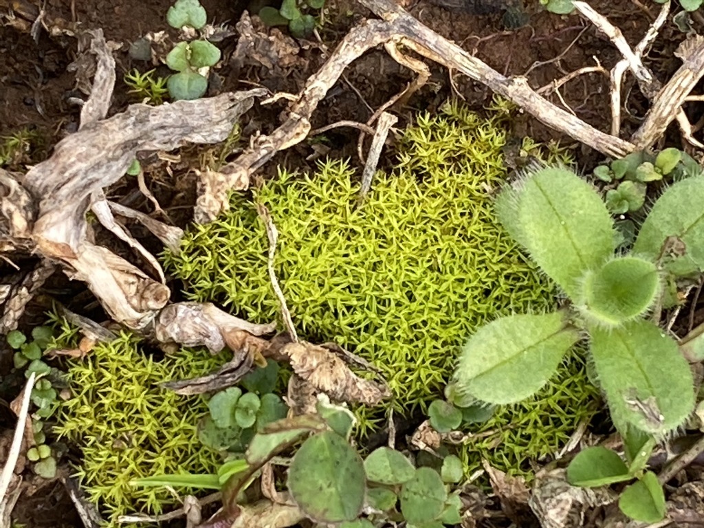 Twisted Moss from Bedford, Virginia, United States on February 16, 2020 ...