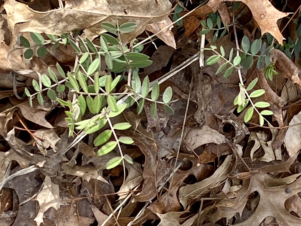 Common Vetch from Bedford County, VA, USA on February 16, 2020 at 02:42 ...