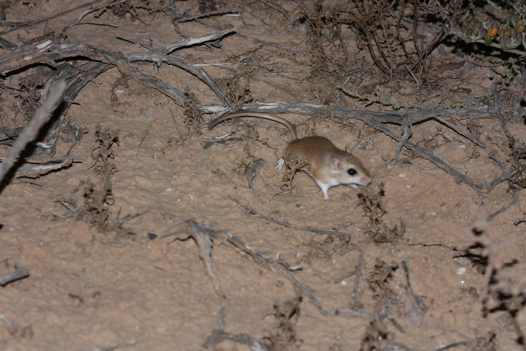 Riggenbach's Gerbil (Gerbillus tarabuli) - Know Your Mammals