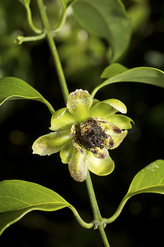 austrobaileya, anises, and allies (Order Austrobaileyales) · iNaturalist