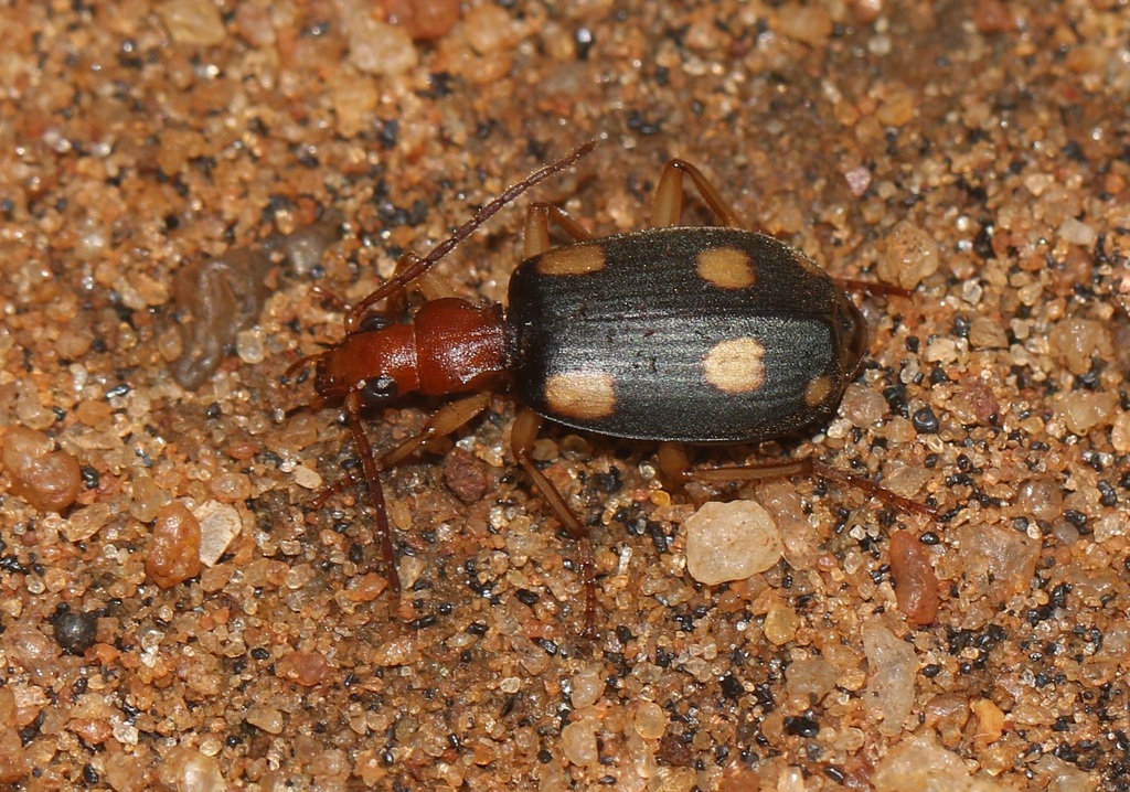 Brachinus hexagrammus from Mannar, Sri Lanka on December 21, 2020 at 12 ...