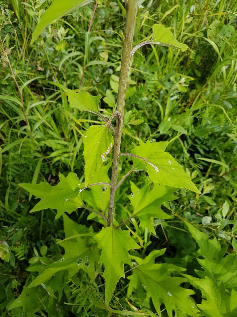 Deltoid synurus (Synurus deltoides) - Botanical Realm