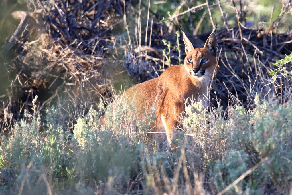 Southern and Eastern African Caracal from Graaff-Reinet, South Africa ...