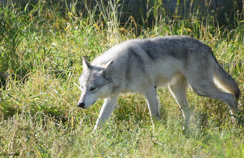 Alaskan Interior Wolf (Subspecies Canis lupus pambasileus) · iNaturalist