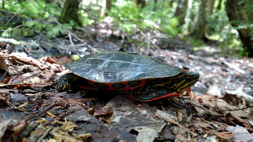 Painted Turtle from 92060-, 92070 Frog Bay Rd, Bayfield, WI 54814, USA ...
