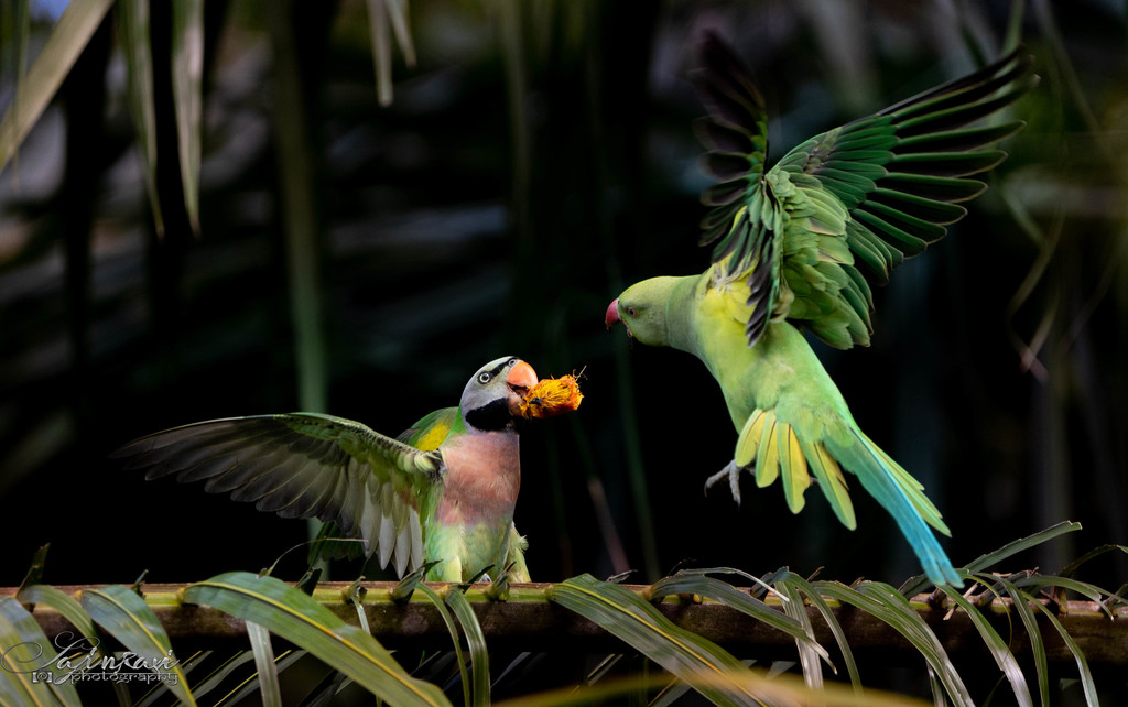 Old World Parrots (Psittaculidae) - Avian Discovery