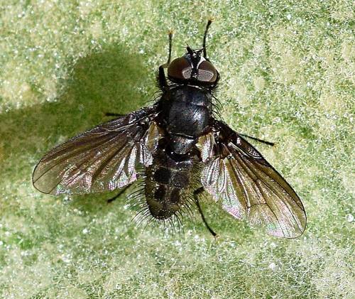 Spilogona dispar · iNaturalist