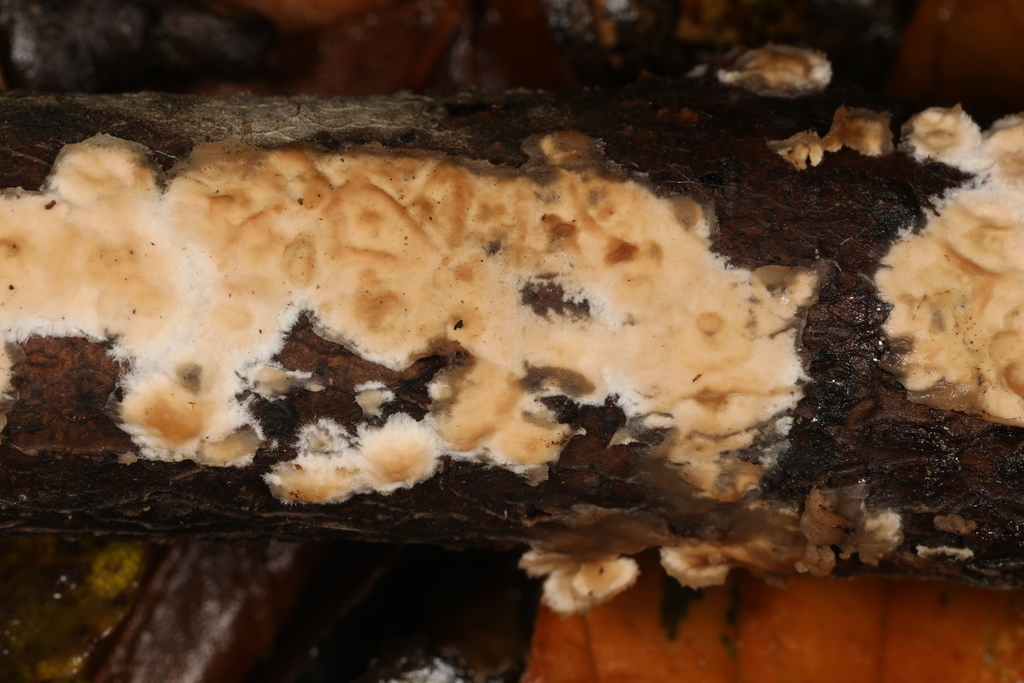 tear dropper from Saint Joseph Co., Indiana, USA on October 22, 2020 by ...