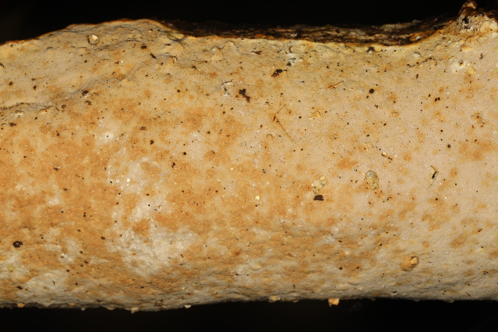 Perenniporia bostonensis from Saint Joseph Co., Indiana, USA on October ...