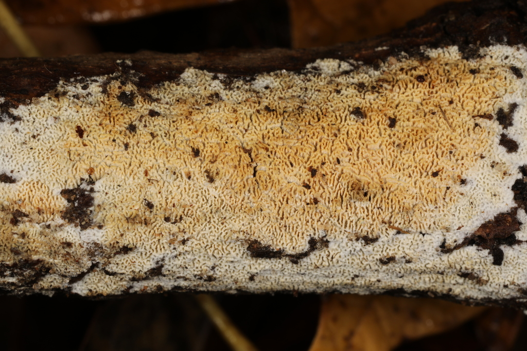 Xylodon laurentianus from Saint Joseph Co., Indiana, USA on October 21 ...