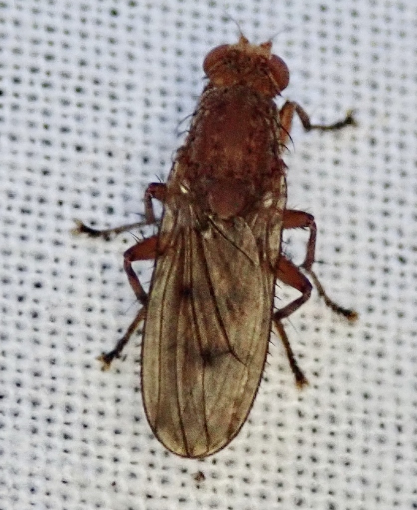 Suillia affinis from Richmond upon Thames, Teddington, England, GB on ...