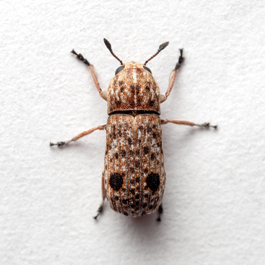 Ozotomerus rugicollis from Kuala Lumpur, Malaysia on December 20, 2020 ...