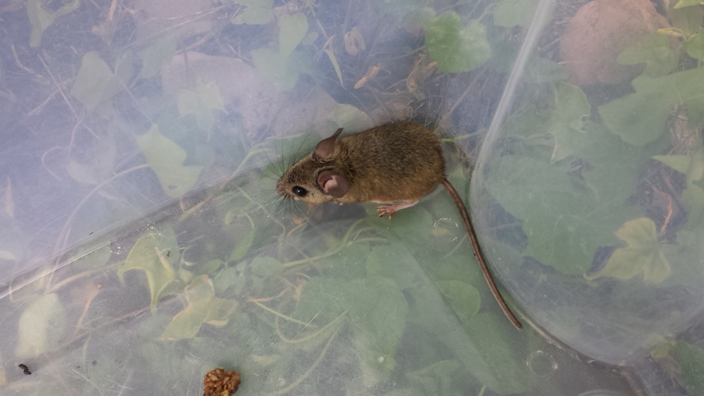 Southern Deer Mouse from El Marqués, Qro., México on August 2, 2017 at ...