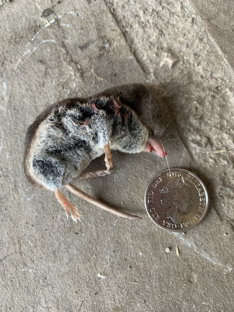 Common Shrew from Bentham Road, Carnforth, England, GB on December 25 ...