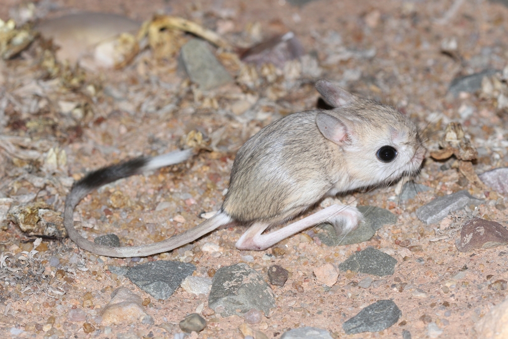 Lesser Egyptian Jerboa from Tan-Tan, Morocco on September 3, 2015 at 10 ...