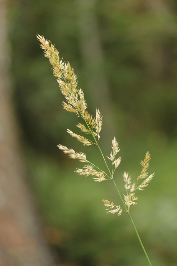 Bushgrass (Calamagrostis epigejos) - Botanical Realm