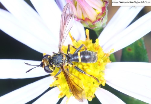 Conops licenti · iNaturalist Mexico