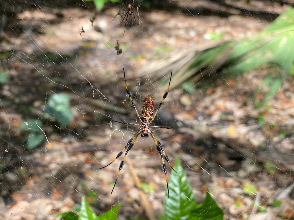 Golden Silk Spider from North Miami on March 07, 2020 at 04:20 PM by ...
