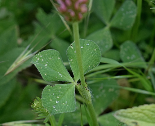 crimson clover (The Wilderness Center: Flora, Fauna and Fungi (Stark ...