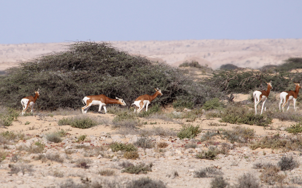 Dama Gazelle (Nanger dama) - Know Your Mammals