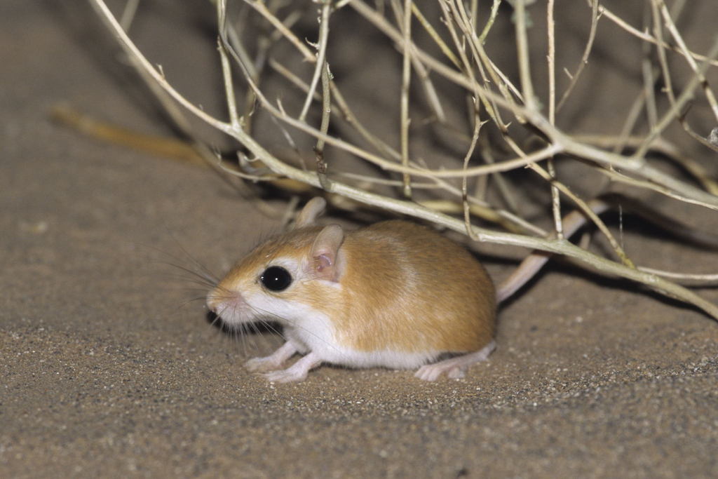 Lesser Egyptian Gerbil (Gerbillus gerbillus) - Know Your Mammals