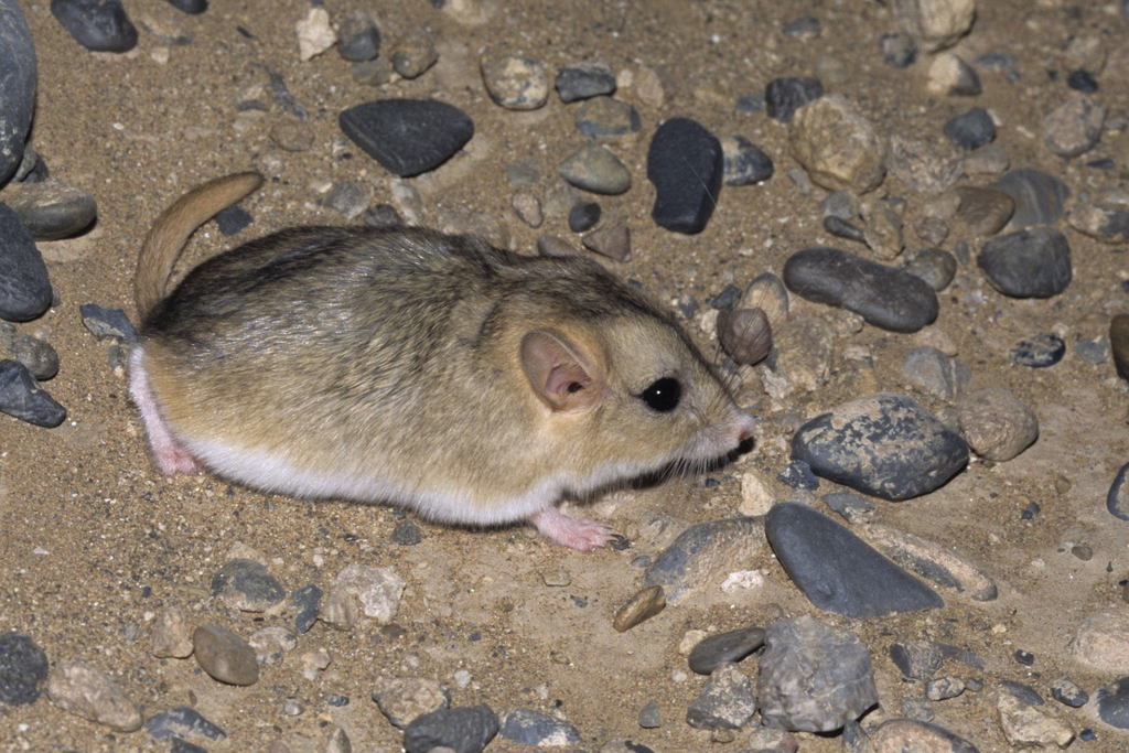 Fat-tailed Gerbil from Errachidia Province, Morocco on May 12, 2002 by ...