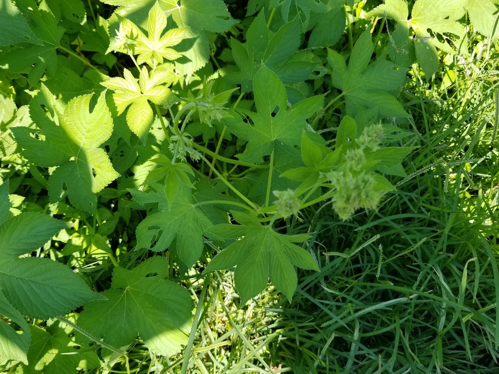 Japanese Hops from Frederick County, MD, USA on August 18, 2020 at 10: ...
