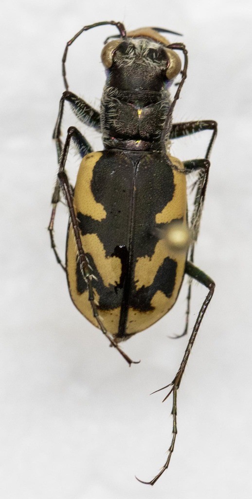 Eastern Sand Tiger Beetle from Division No. 7, MB, Canada on June 30 ...