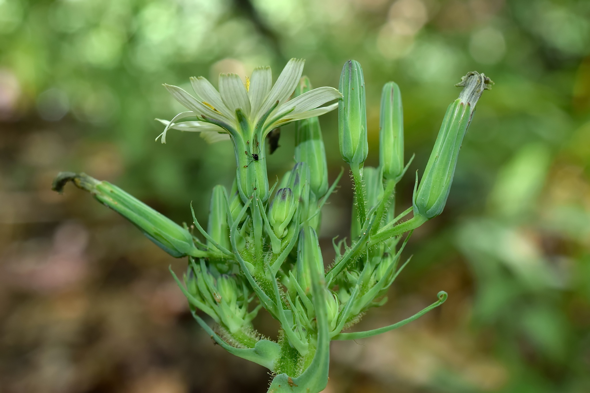Lactuca hispida DC.