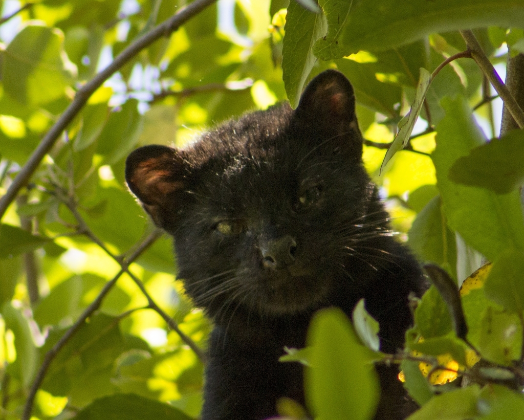 Guiña (Leopardus guigna) - Know Your Mammals