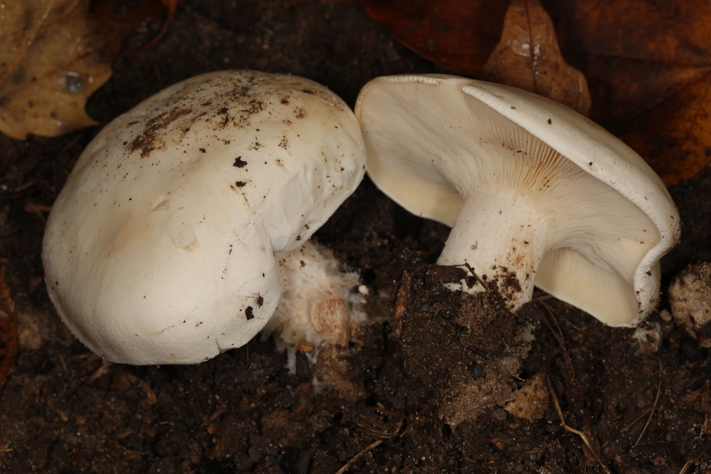 robust clitocybe from Saint Joseph Co., Indiana, USA on October 21 ...